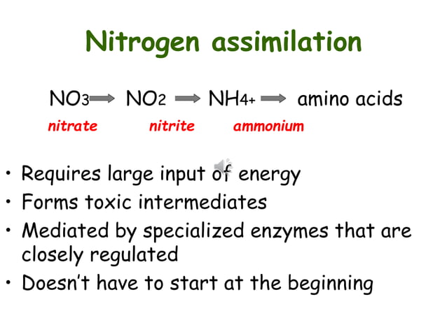 Assimilation n Nitrogen fixation.ppt | Gardening | Home & Garden