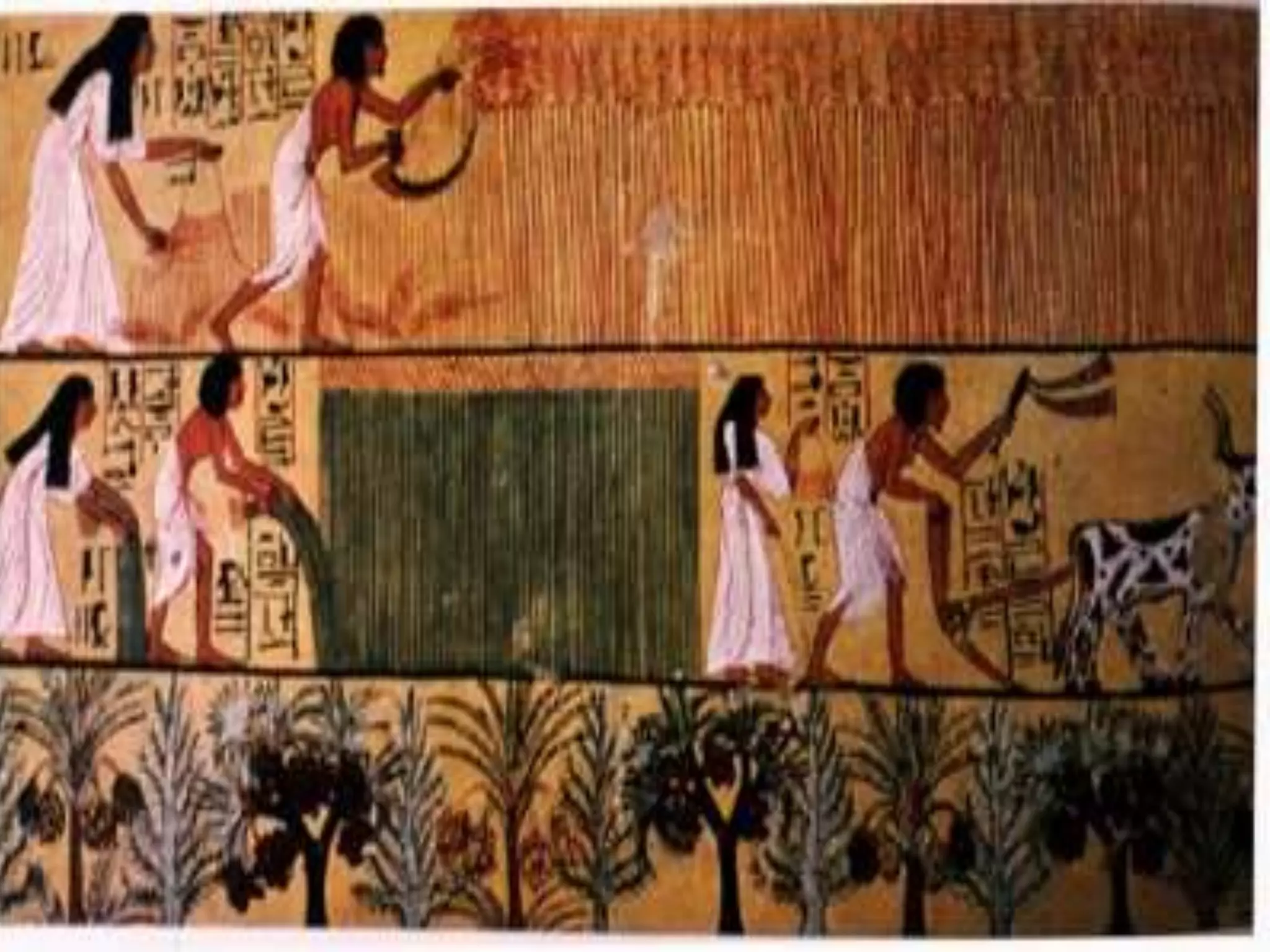 Health ,Disease, and Medical Practice in Ancient Egypt | PPTX