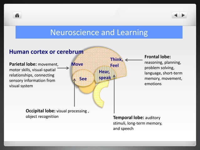 Neuroscience and Learning | PPTX | Brain and Nervous System Disorders ...