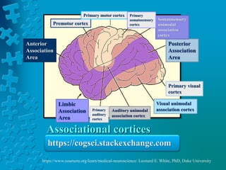 Associational cortex introduction | PPSX