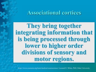 Associational cortex introduction | PPSX