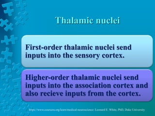 Associational cortex introduction | PPSX