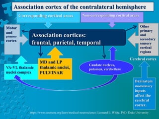 Associational cortex introduction | PPSX