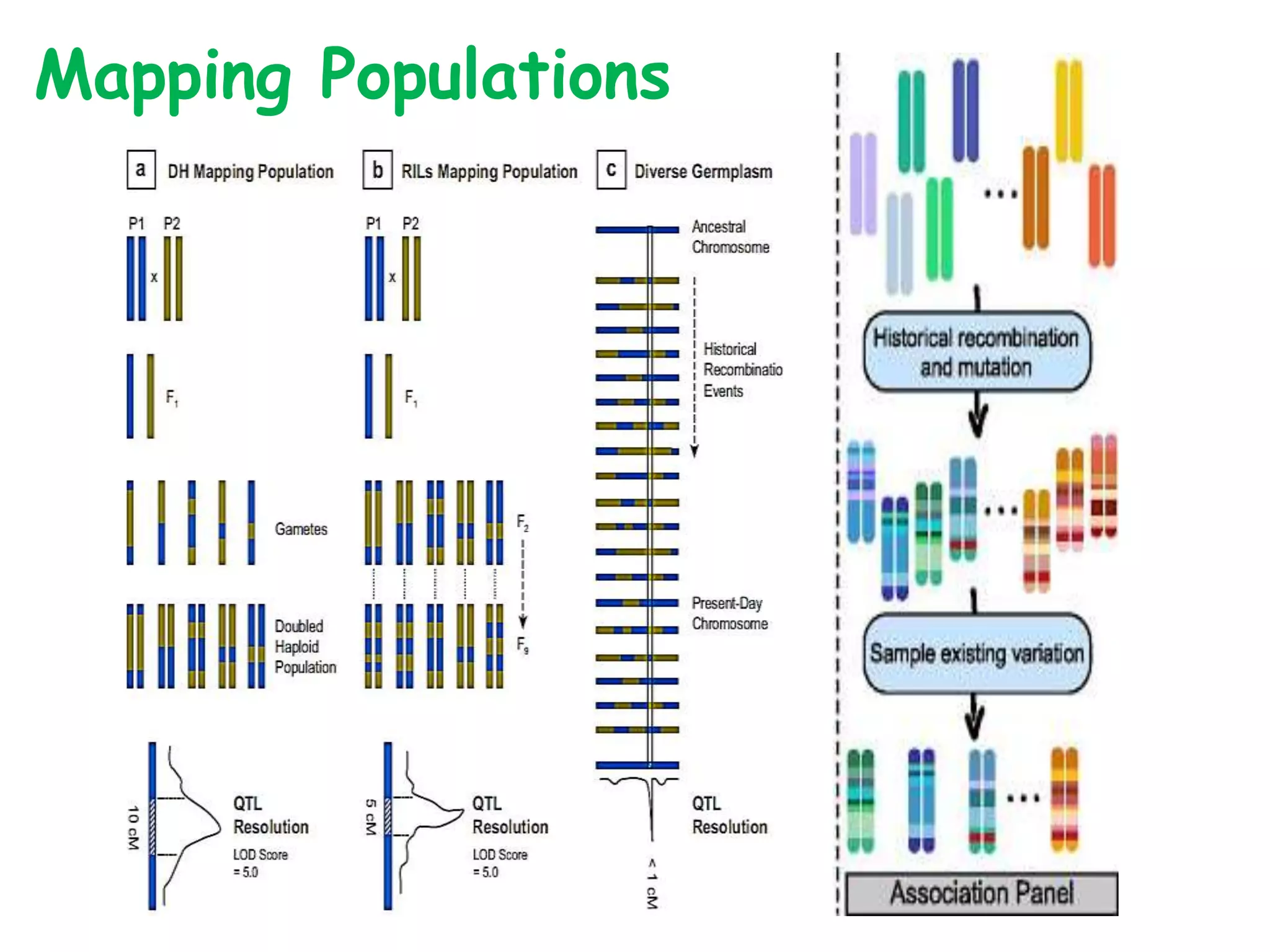 Association mapping | PPTX