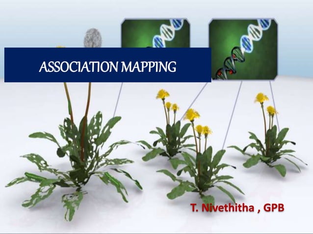Association mapping | PPTX | Genealogy and Ancestry | Hobbies & Interests