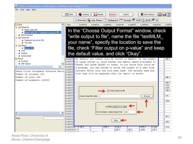 Introduction To Association Mapping And Tutorial Using Tassel Pptx