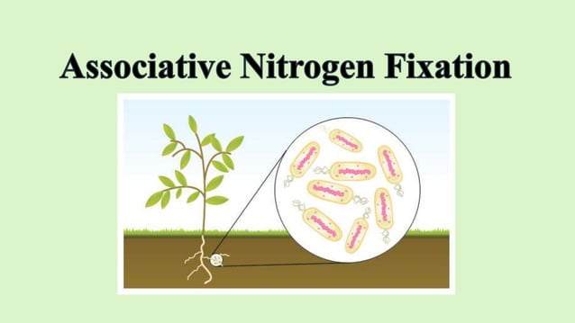 Associative nitrogen fixation | PPTX