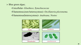 Associative nitrogen fixation | PPTX