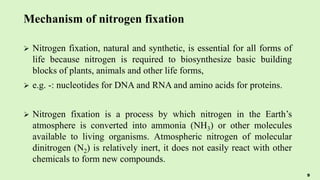 Associative nitrogen fixation | PPT