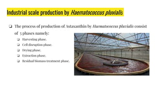 Astaxanthin production from algal culture | PPT