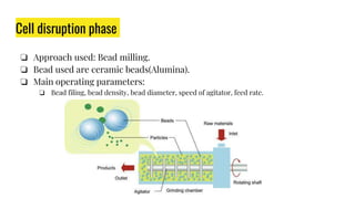Astaxanthin production from algal culture | PPT