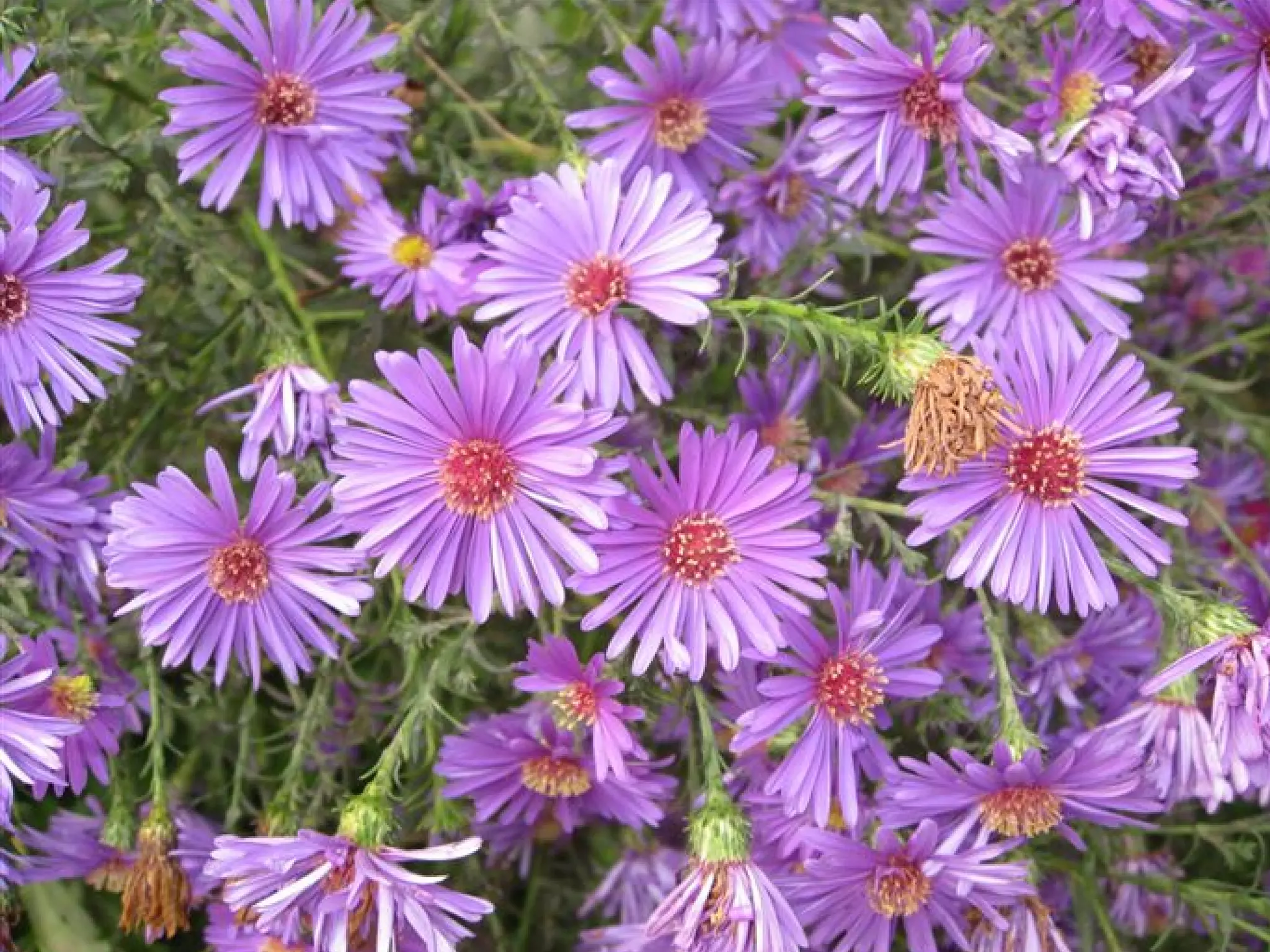 Aster Flowers Photos | PPS