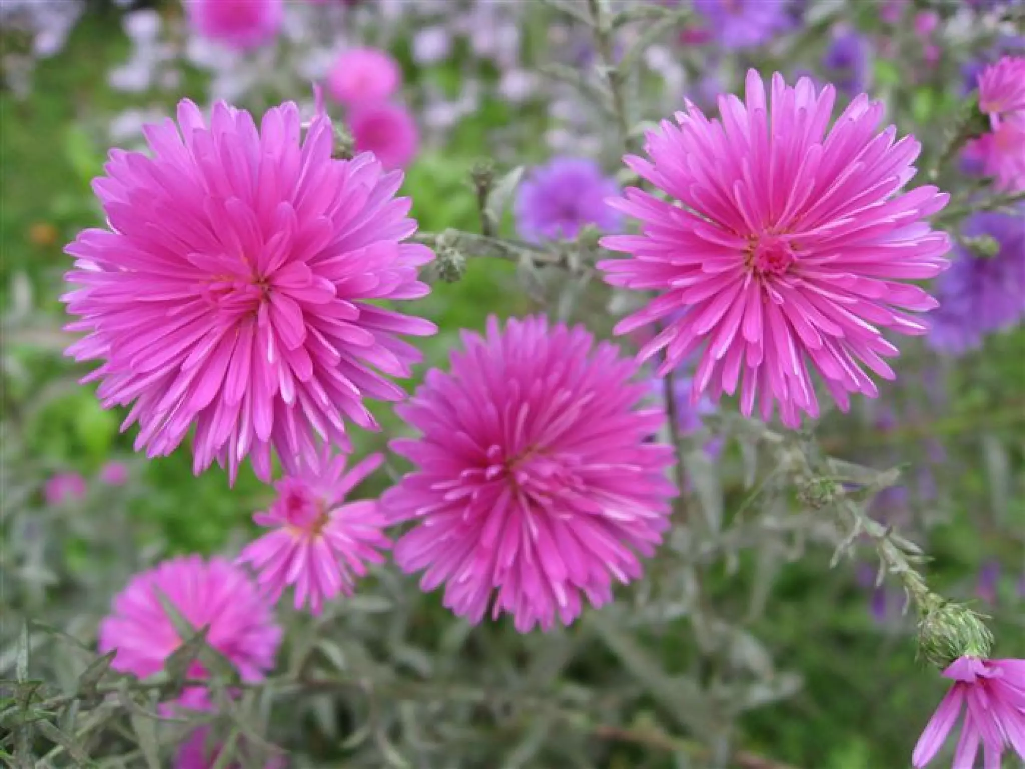 Aster Flowers Photos | PPS