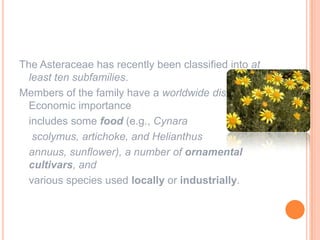 Asteraceae | PPTX