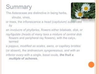 Asteraceae | PPTX