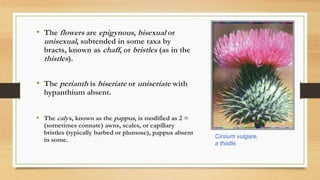 Asteraceae | PPT