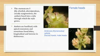 Asteraceae | PPT
