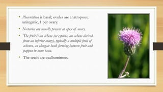 Asteraceae | PPTX