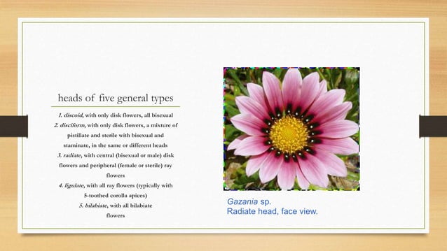 Asteraceae | PPT