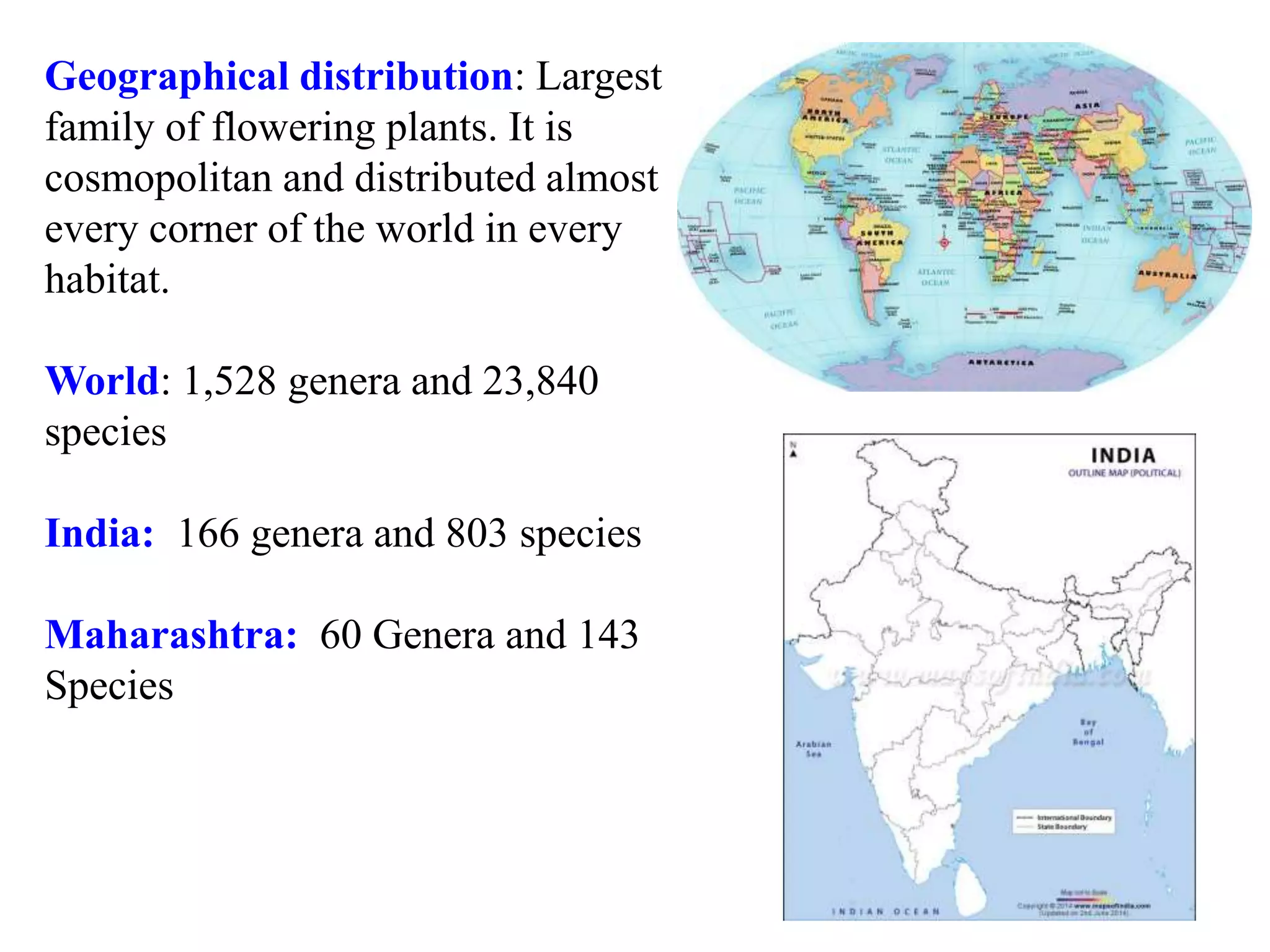 asteraceae-200420074618.pdf