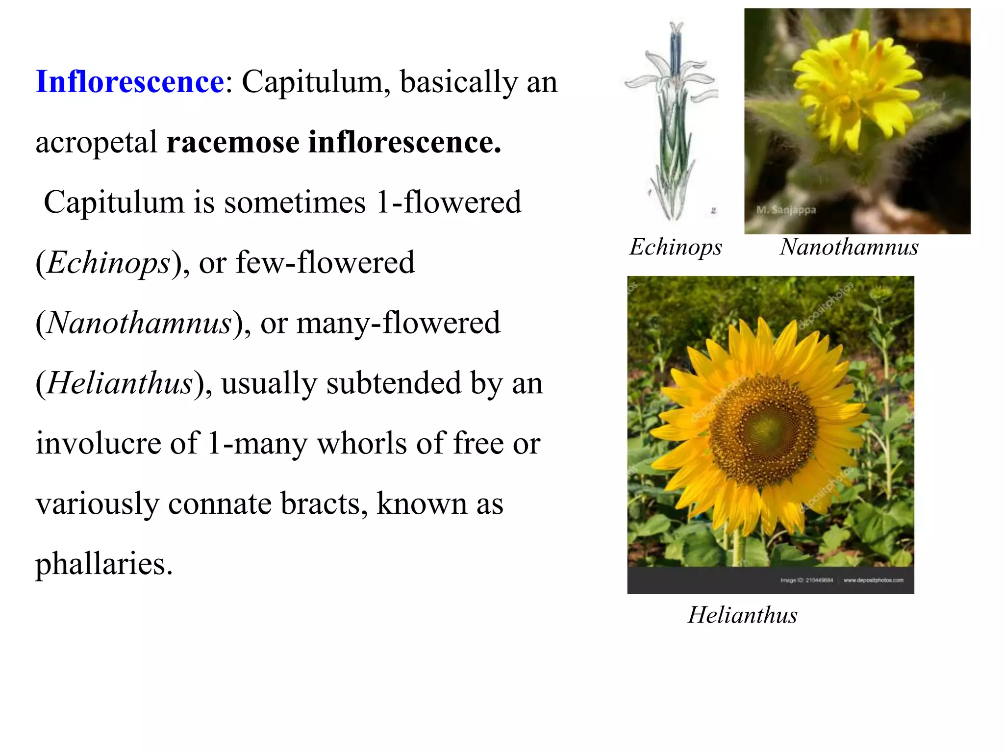 asteraceae-200420074618.pdf