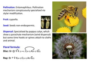 asteraceae-200420074618.pdf