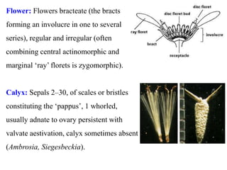 asteraceae-200420074618.pdf