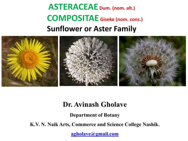 Family Asteraceae | PPTX