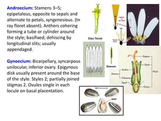 Family Asteraceae | PPTX