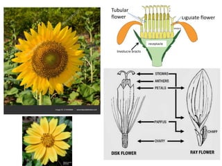 Family Asteraceae | PPTX