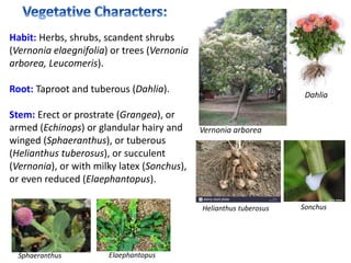 Family Asteraceae | PPTX
