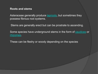 Asteraceae.pptx