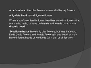 Asteraceae.pptx