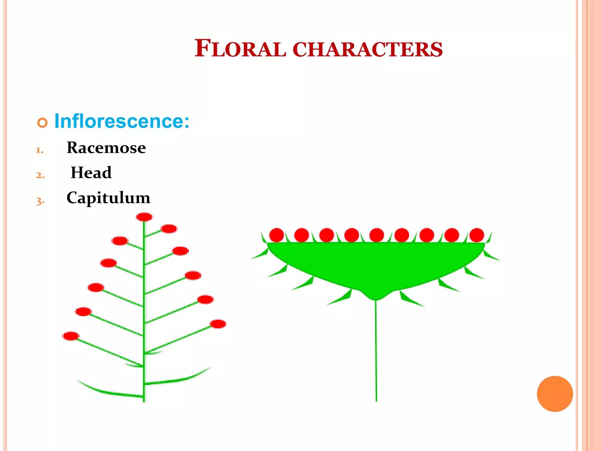 Asteraceae family(Compositae) | PPTX