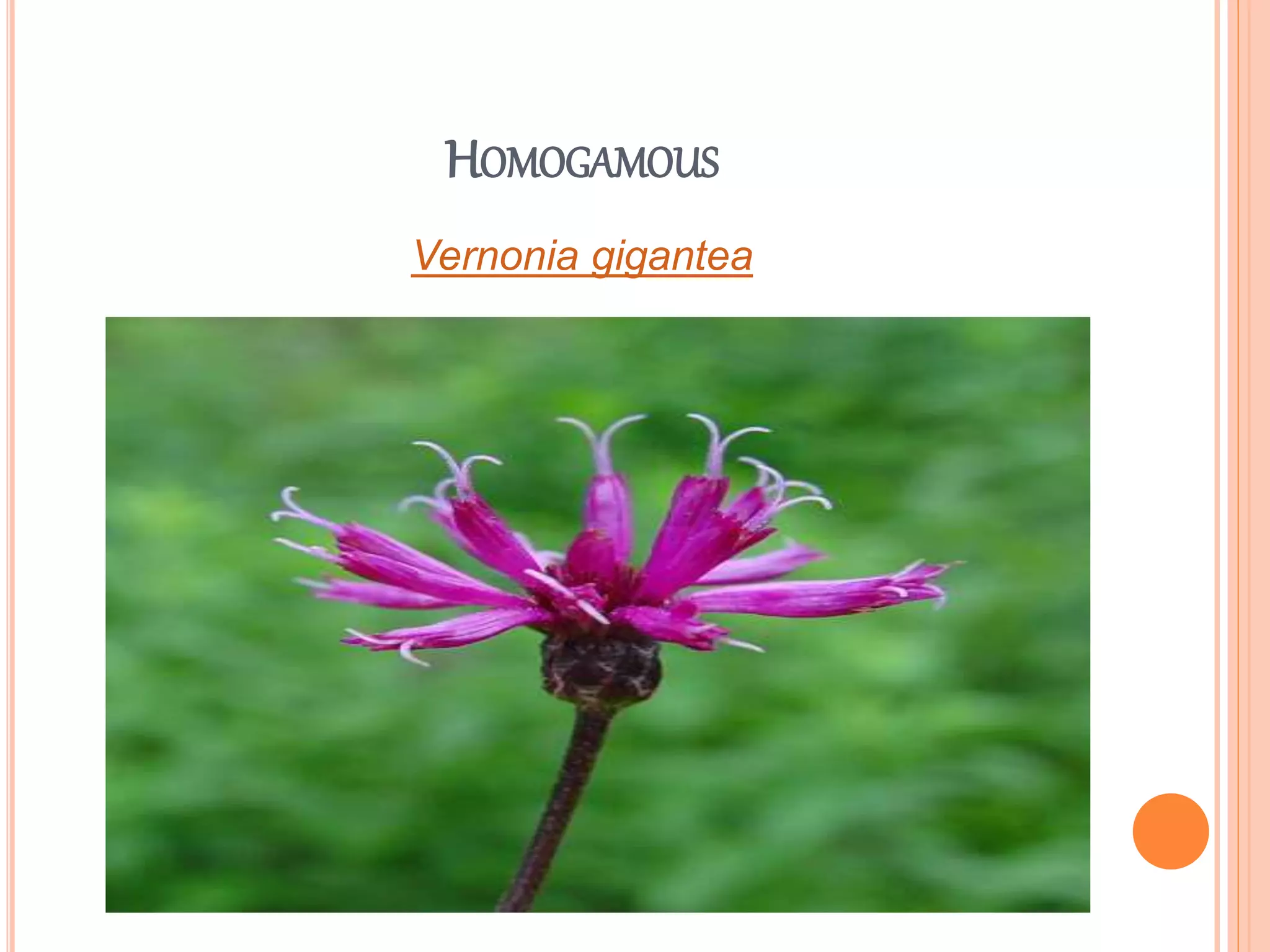 Asteraceae family(Compositae) | PPTX