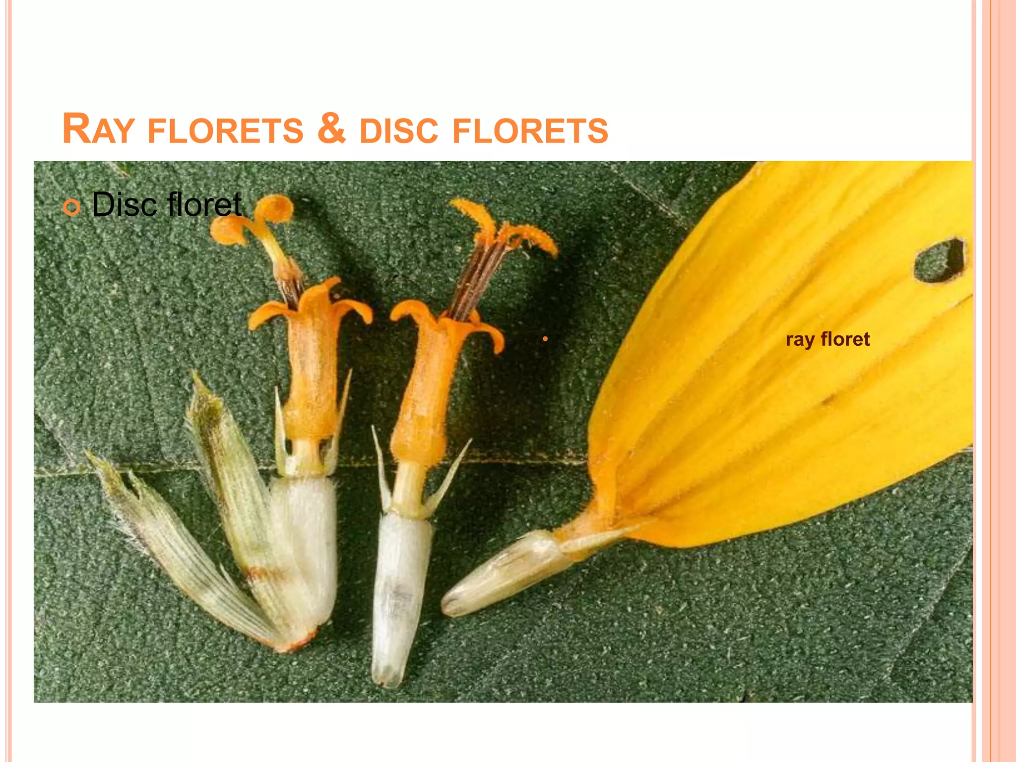 Asteraceae family(Compositae) | PPTX