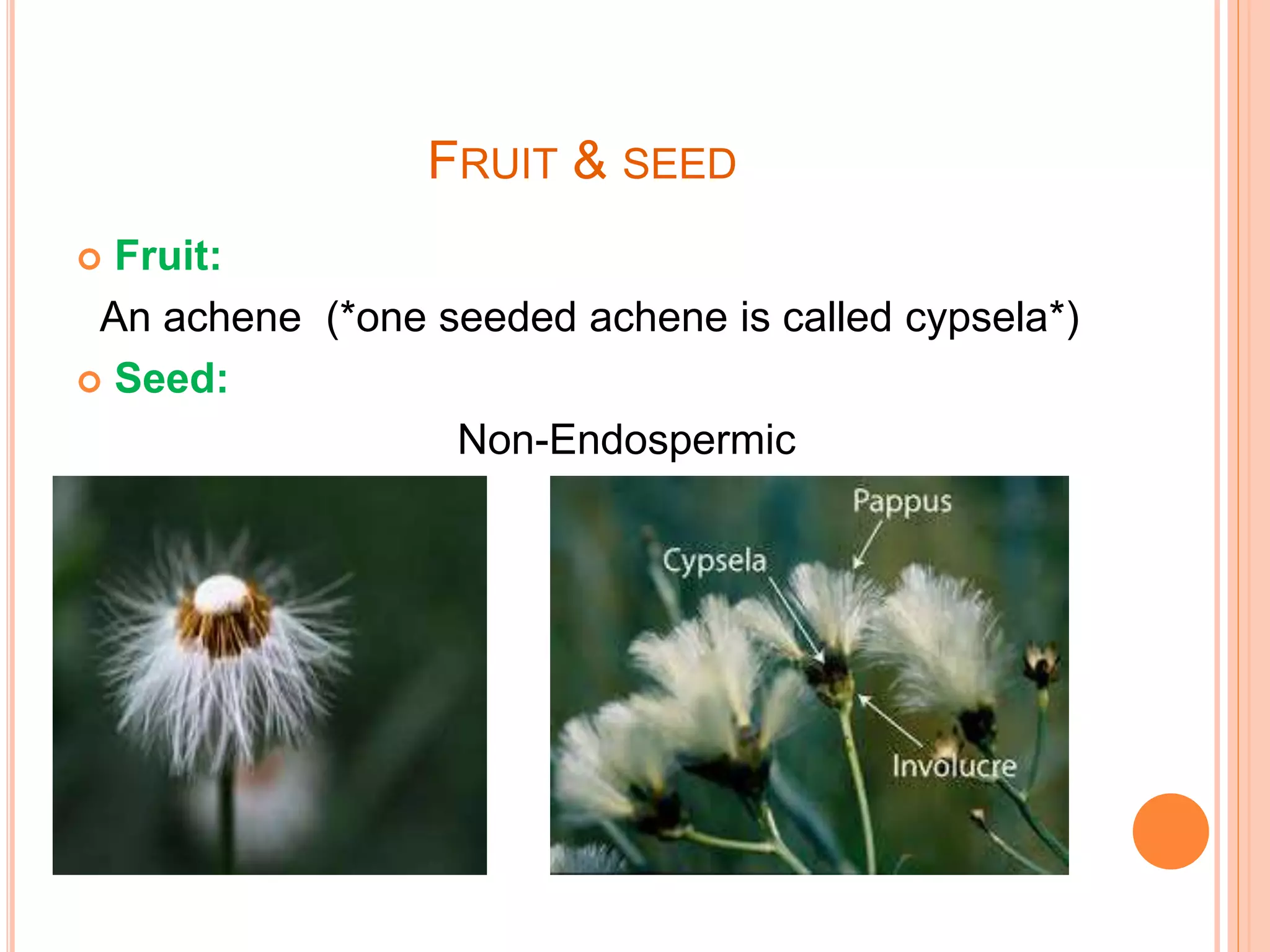 Asteraceae family(Compositae) | PPTX