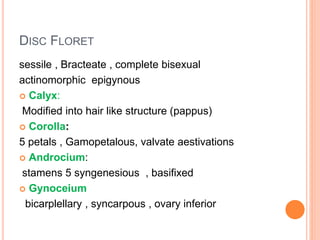 Asteraceae family(Compositae) | PPTX