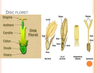 Asteraceae family(Compositae) | PPTX