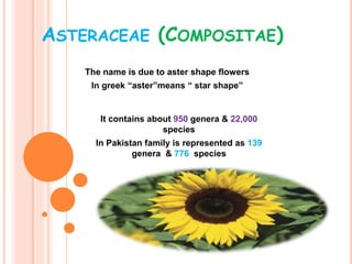 Asteraceae family(Compositae) | PPTX