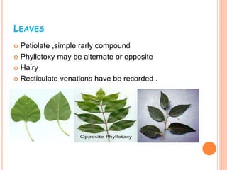 Asteraceae family(Compositae) | PPTX