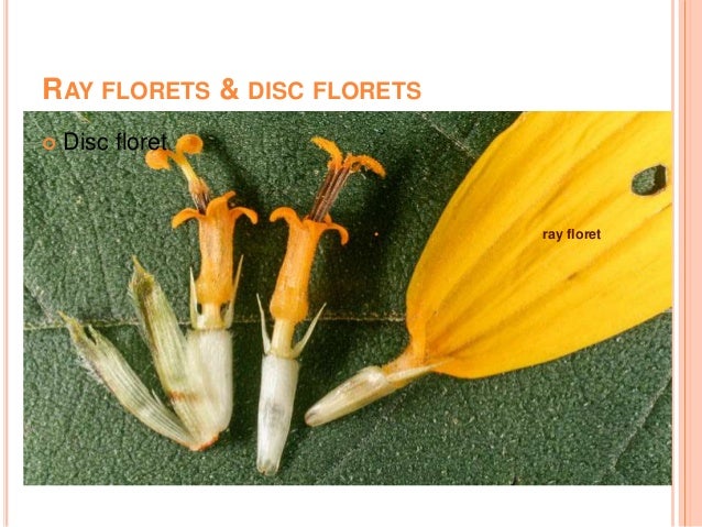 Asteraceae family(Compositae)