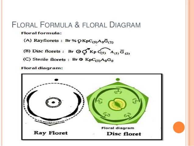 Asteraceae family(Compositae)