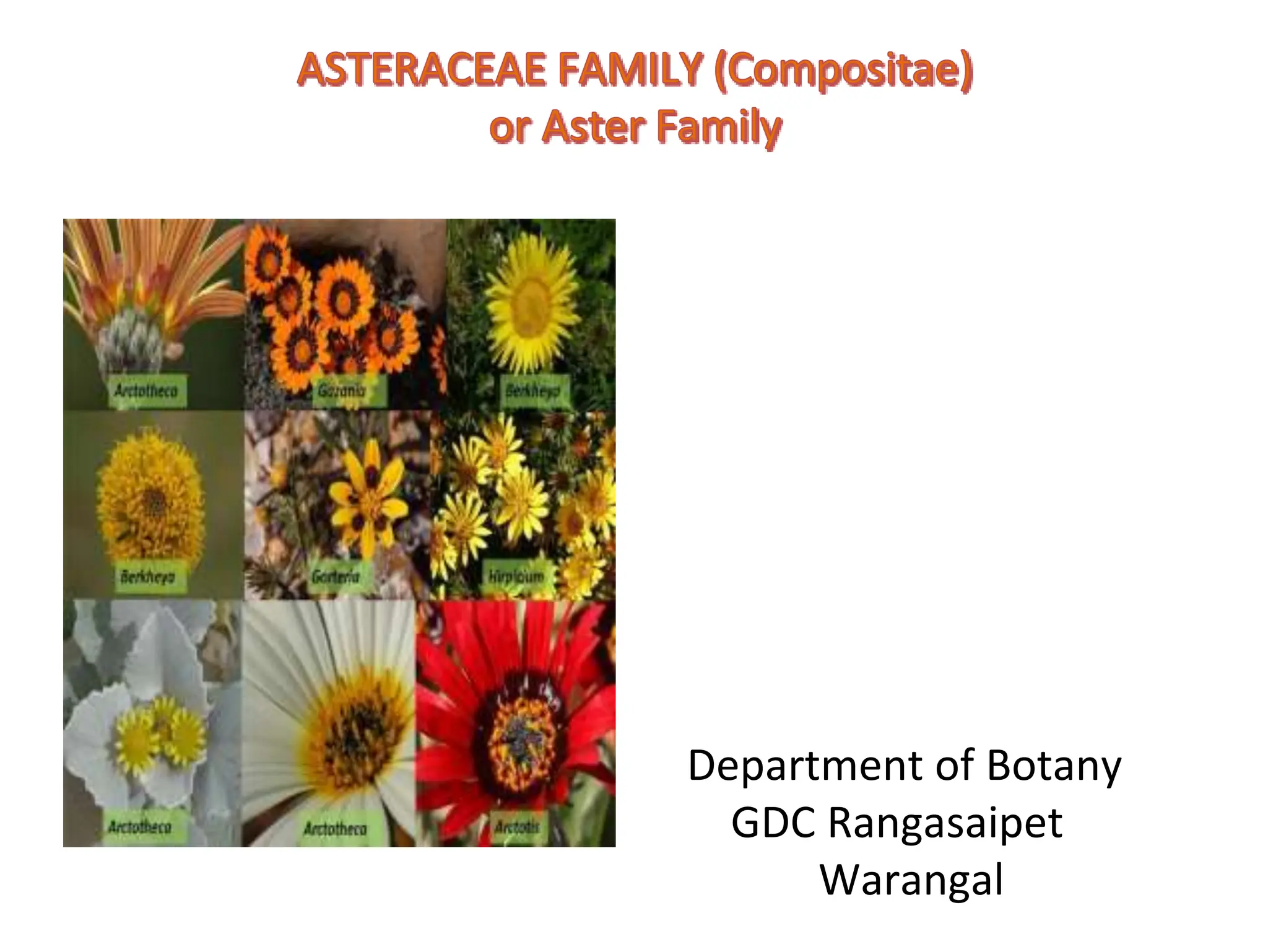 Asteraceae family.pptx for NEET and EAMCET | PPTX