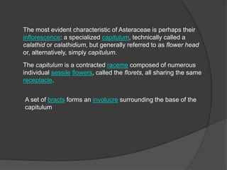 Asteraceae family ppt y vani | PPTX
