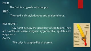 Asteraceae | PPTX