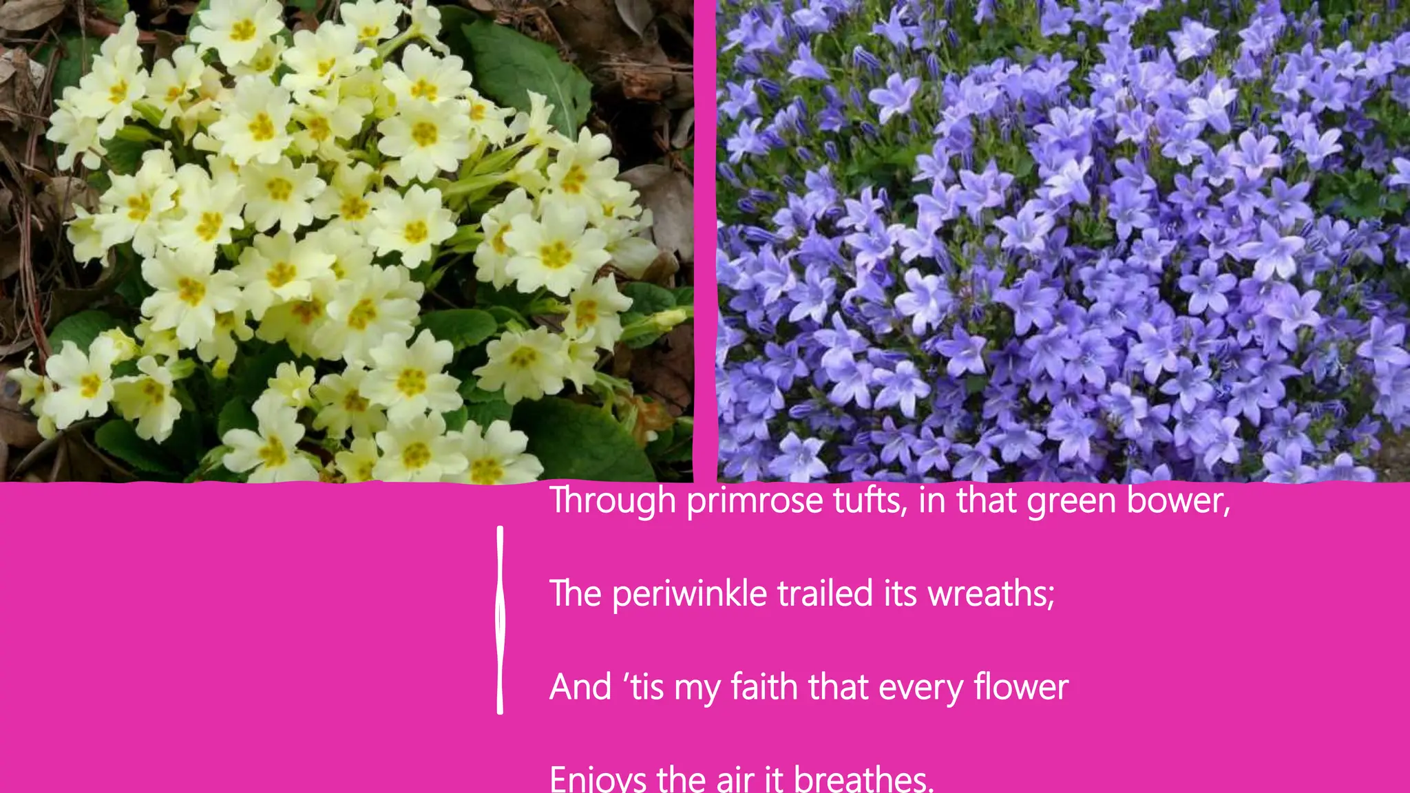 Aster Chapter 5 Lines written in early spring.pptx