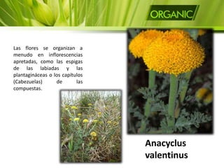 Asteridae botanica2 | PPTX