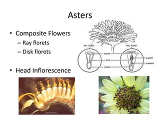 Asters | PPTX
