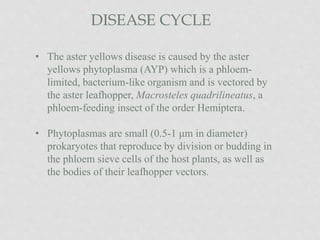 Aster yellows | PPTX